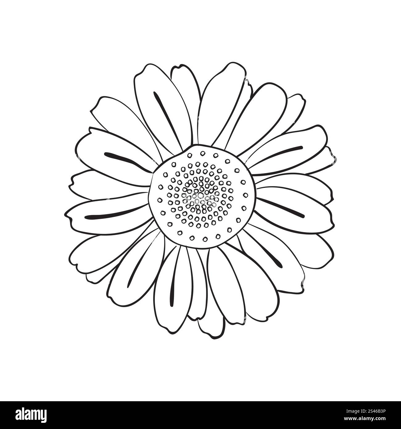Illustration of hand drawn daisy, doodle style isolated on white ...