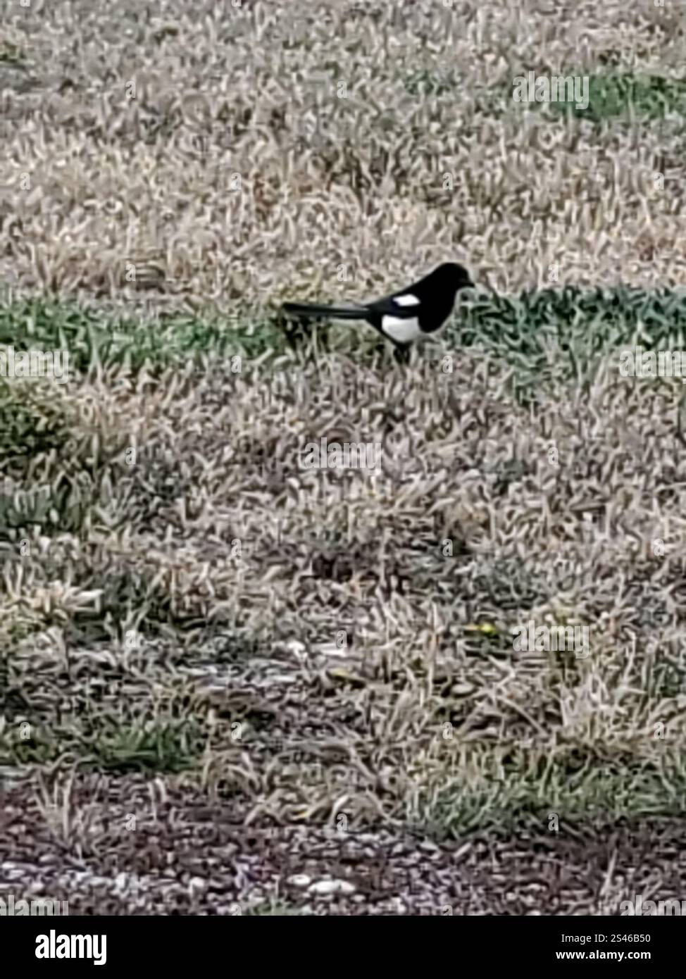 Black-billed Magpie (Pica hudsonia Stock Photo - Alamy
