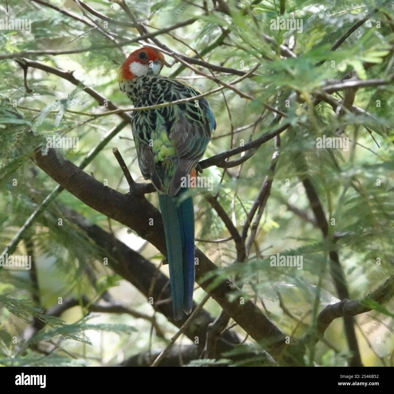 Southeast Eastern Rosella (Platycercus eximius eximius Stock Photo - Alamy