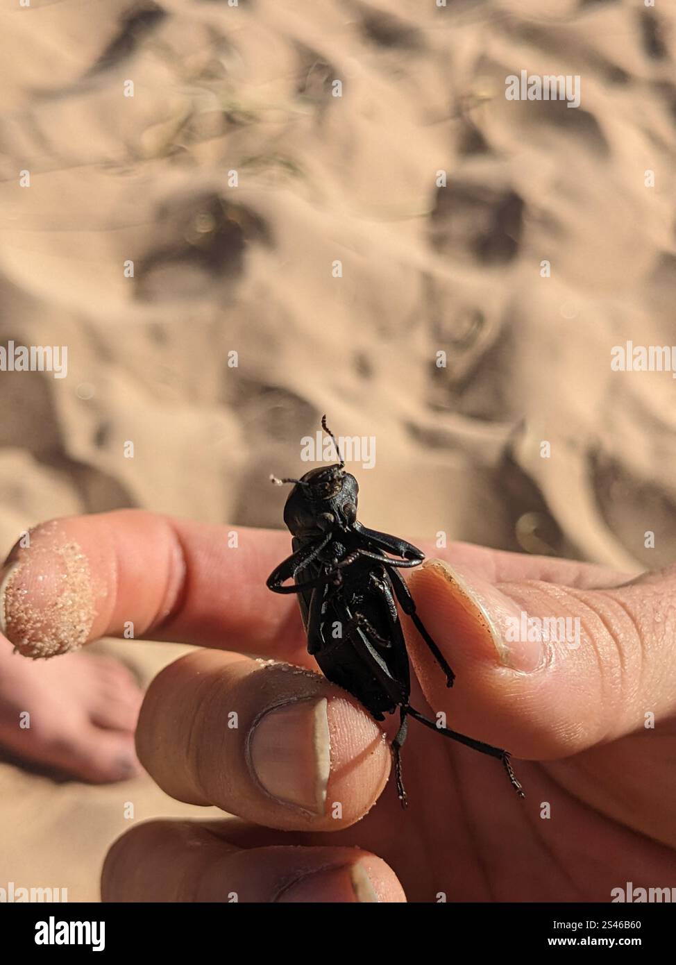 Armored Stink Beetle (Eleodes armata Stock Photo - Alamy