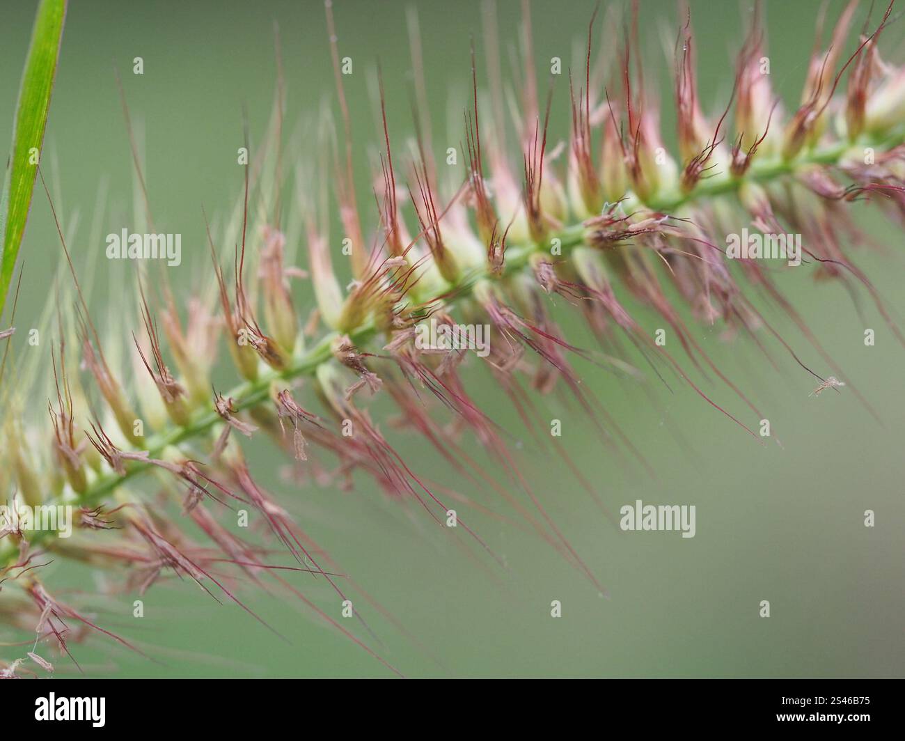 feathery pennisetum (Cenchrus setosus Stock Photo - Alamy