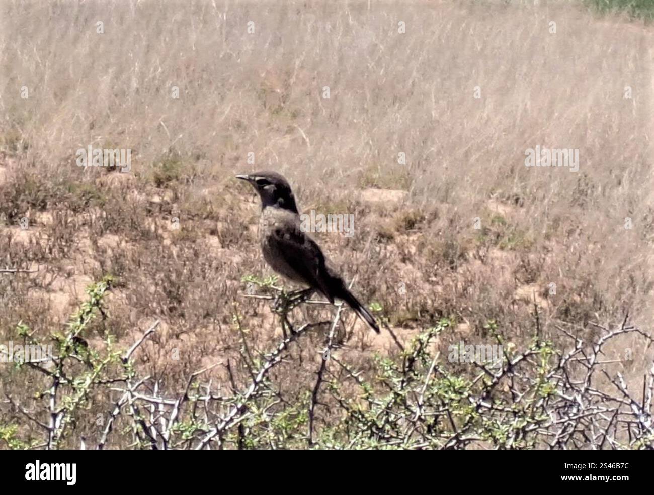Karoo Scrub-Robin (Tychaedon coryphoeus Stock Photo - Alamy