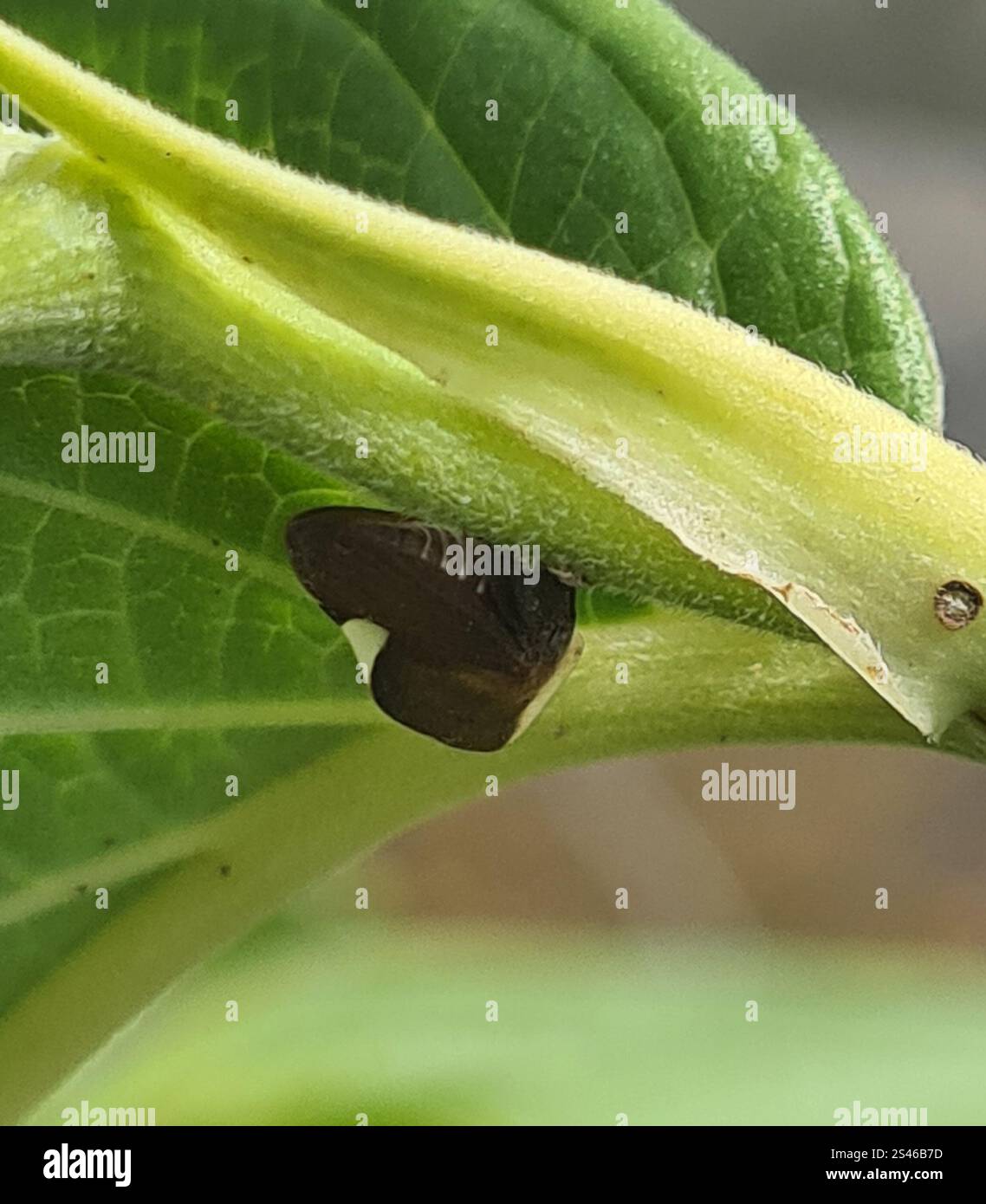 Typical Treehoppers (Membracidae Stock Photo - Alamy