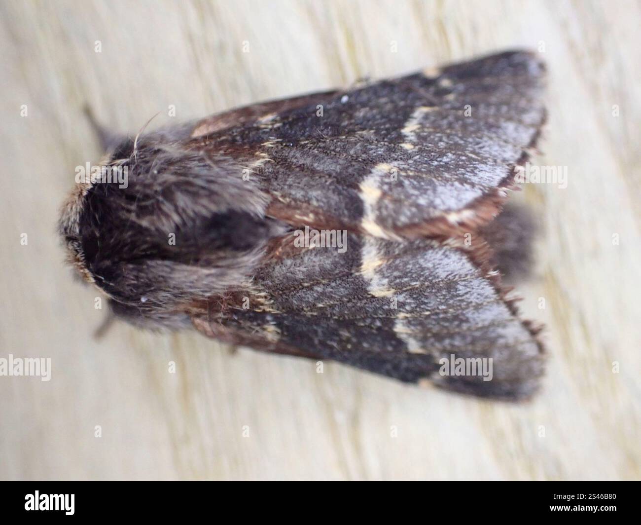 December Moth (Poecilocampa populi Stock Photo - Alamy