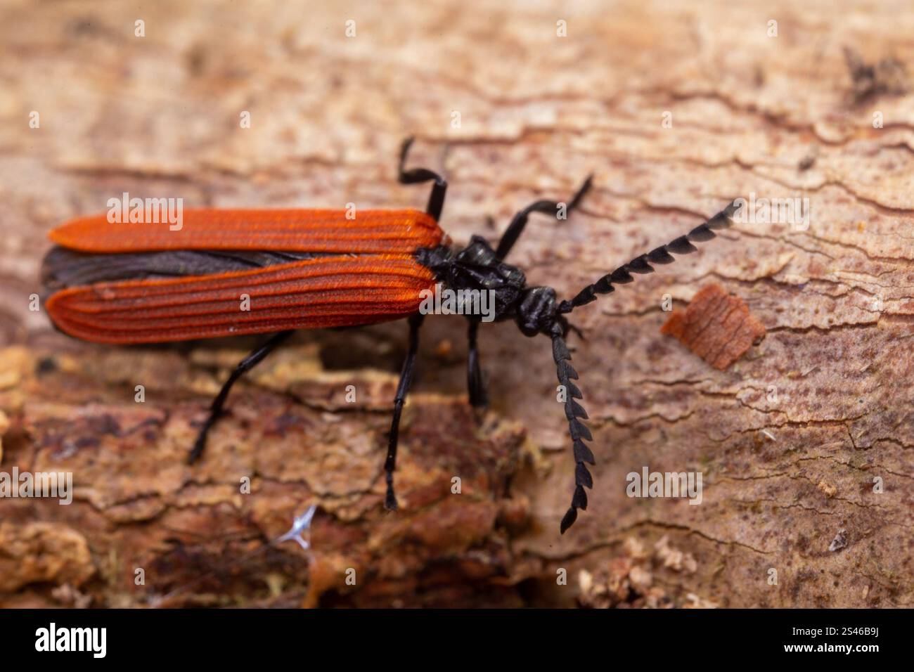 Red-winged Lycid (Porrostoma rufipenne Stock Photo - Alamy