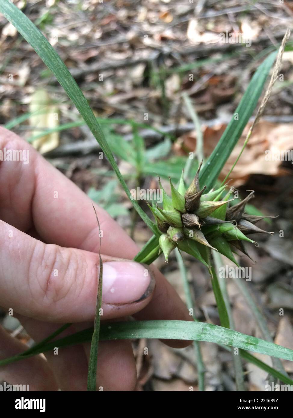 bladder sedge (Carex intumescens Stock Photo - Alamy