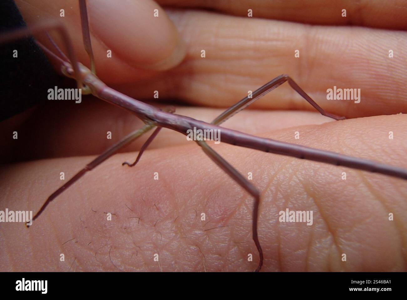 Spur Legged Phasmid (Didymuria violescens Stock Photo - Alamy