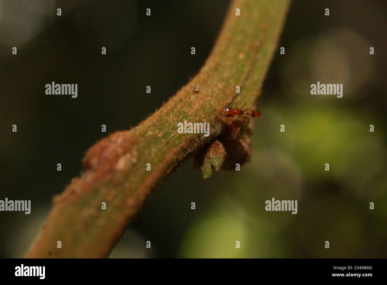 Simple Twig Ant (Pseudomyrmex simplex Stock Photo - Alamy