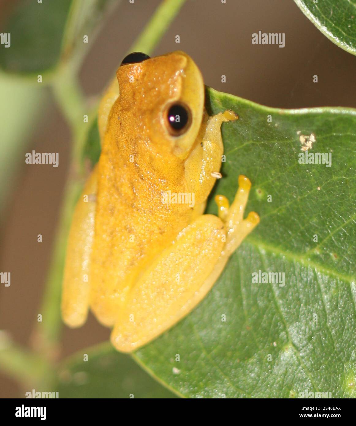 Yellow Tree Frog (Dendropsophus microcephalus Stock Photo - Alamy