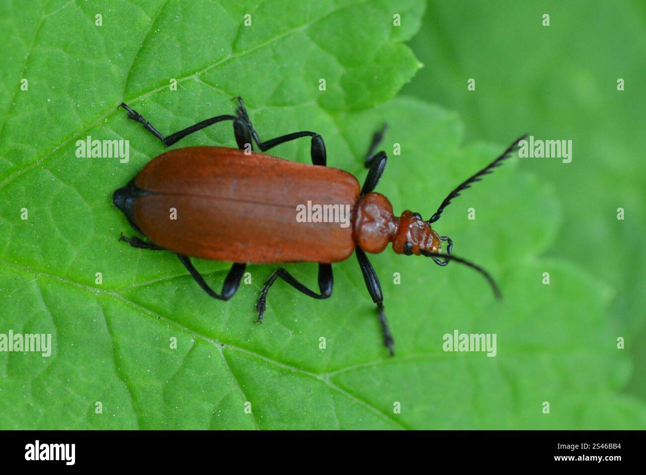 Common Cardinal Beetle (Pyrochroa serraticornis Stock Photo - Alamy