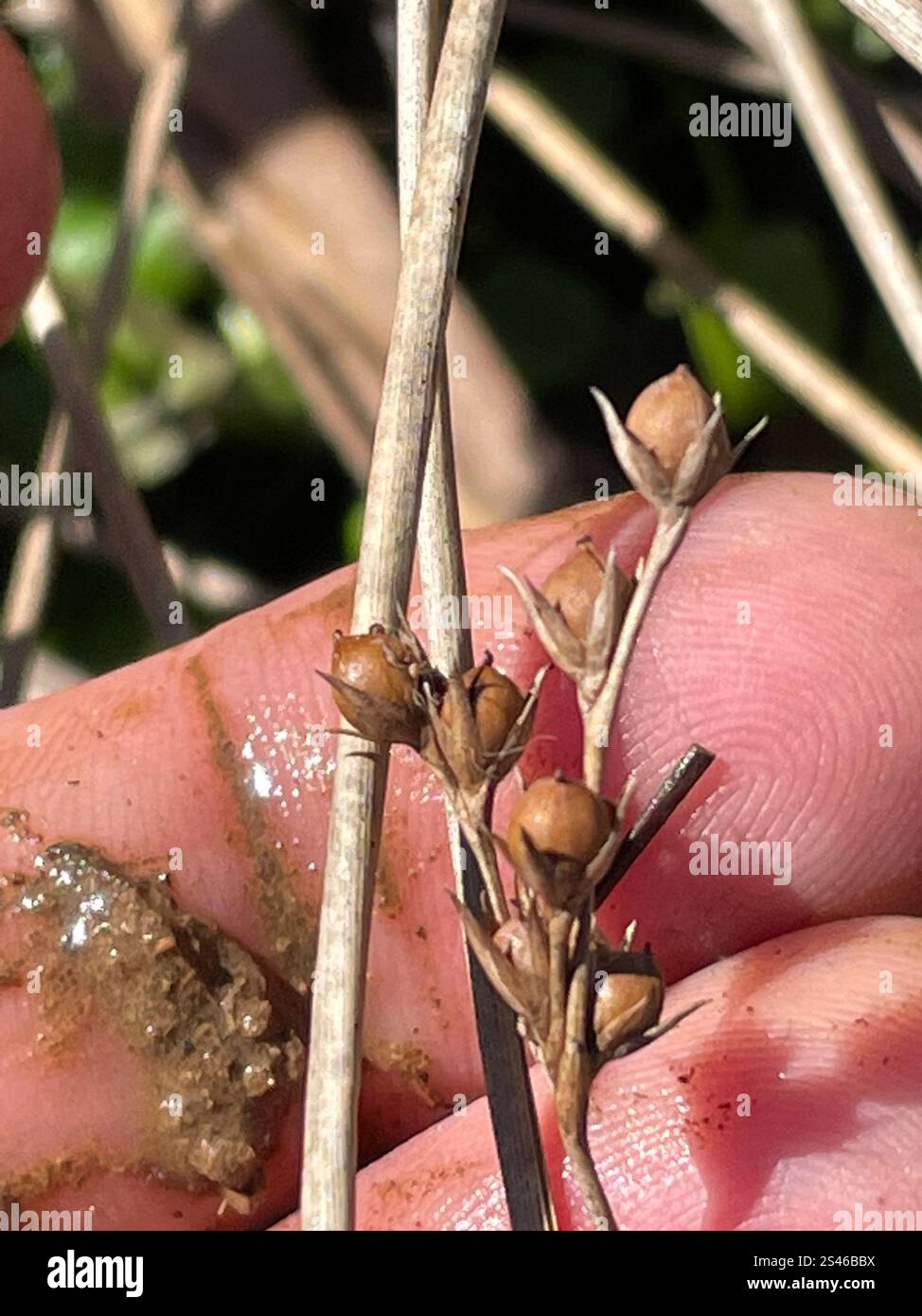 Leathery Rush (Juncus coriaceus Stock Photo - Alamy