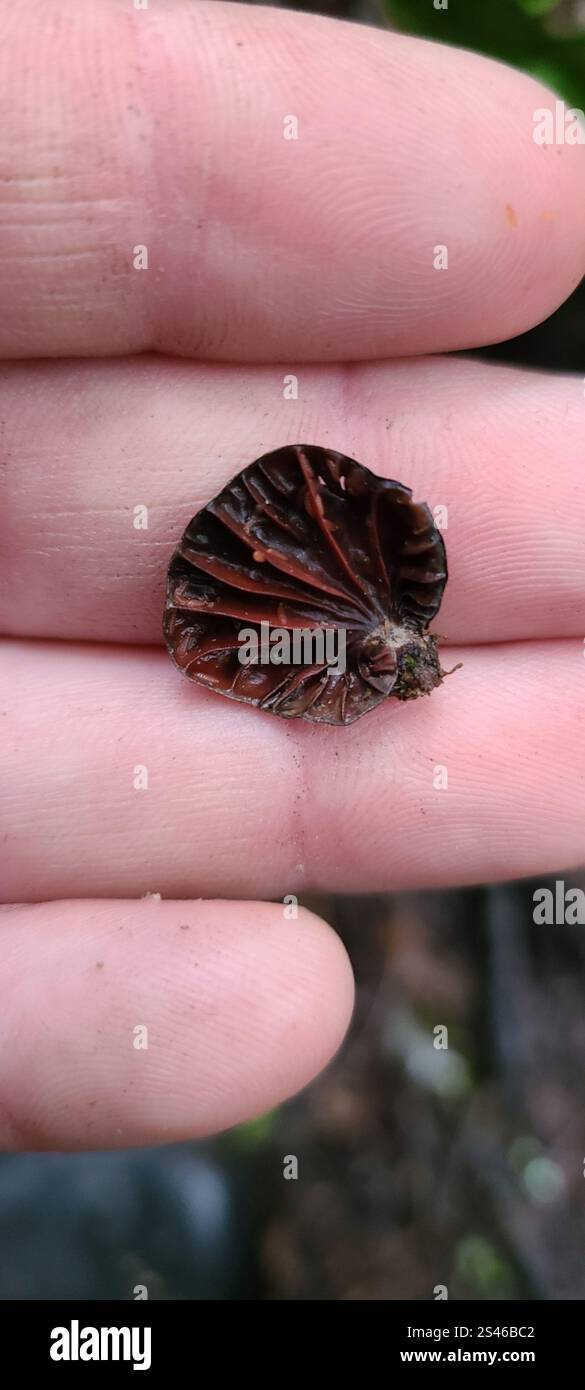 Orange Fan (Anthracophyllum archeri Stock Photo - Alamy