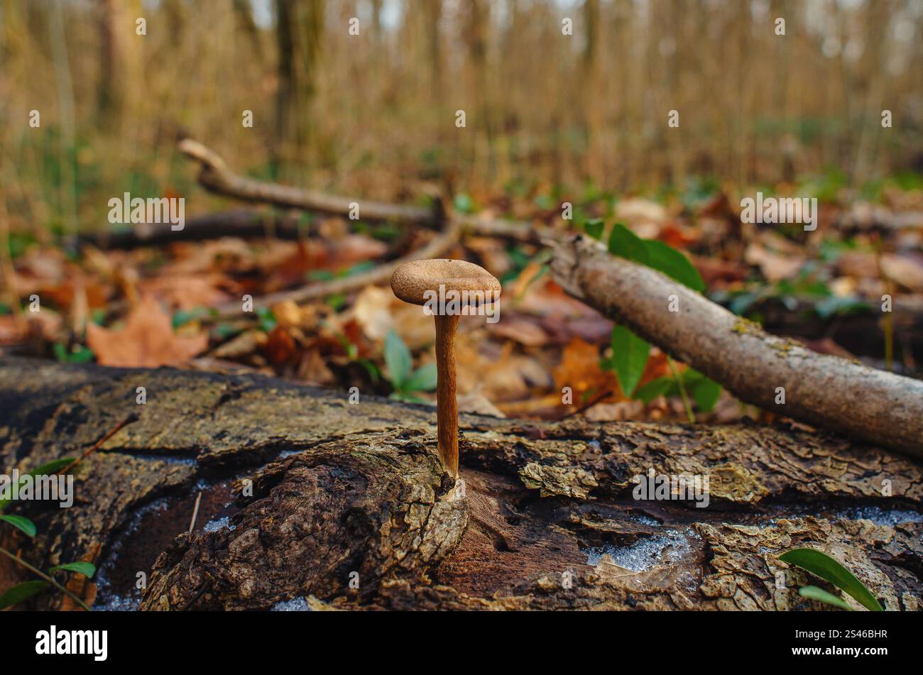 Single mushroom growing on old log with melted snow crystals in winter ...