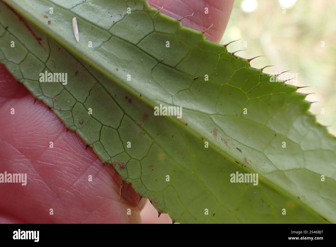 Fivefive Ministar (Alepidea peduncularis Stock Photo - Alamy