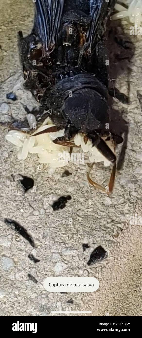 Ship-timber Beetles (Atractocerus Stock Photo - Alamy