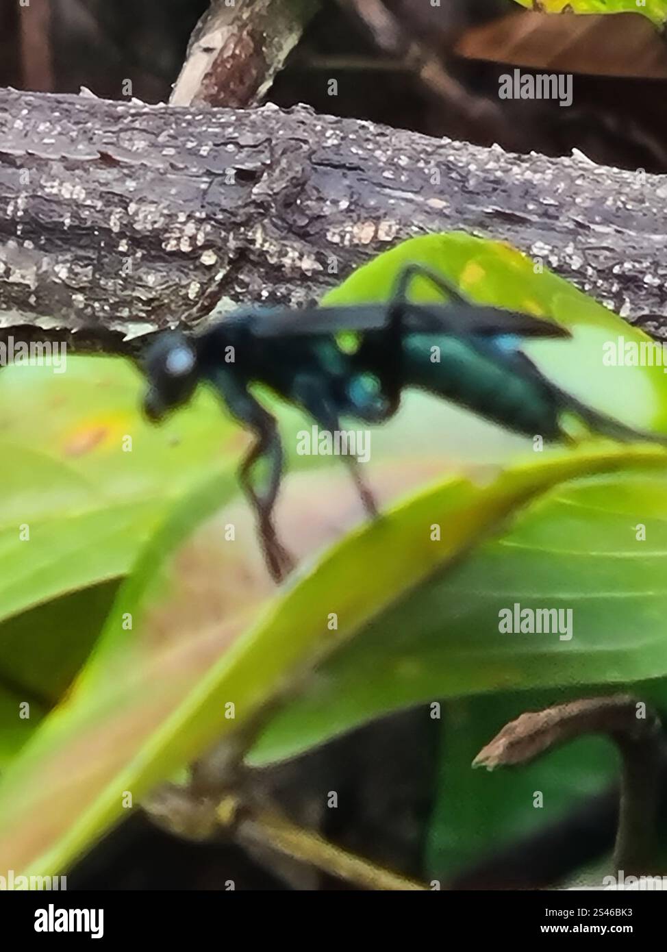 Ants, Bees, and Stinging Wasps (Aculeata Stock Photo - Alamy