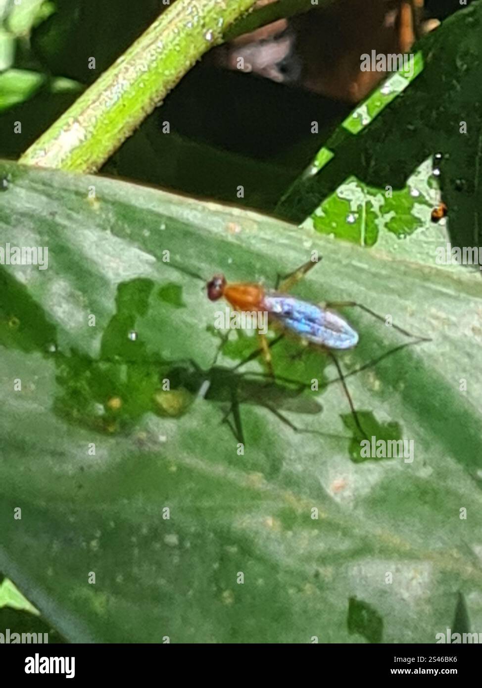 Stilt-legged Flies (Micropezidae Stock Photo - Alamy