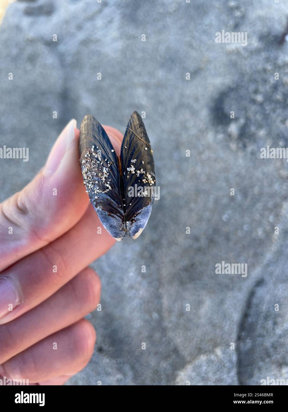 California Mussel (Mytilus californianus Stock Photo - Alamy
