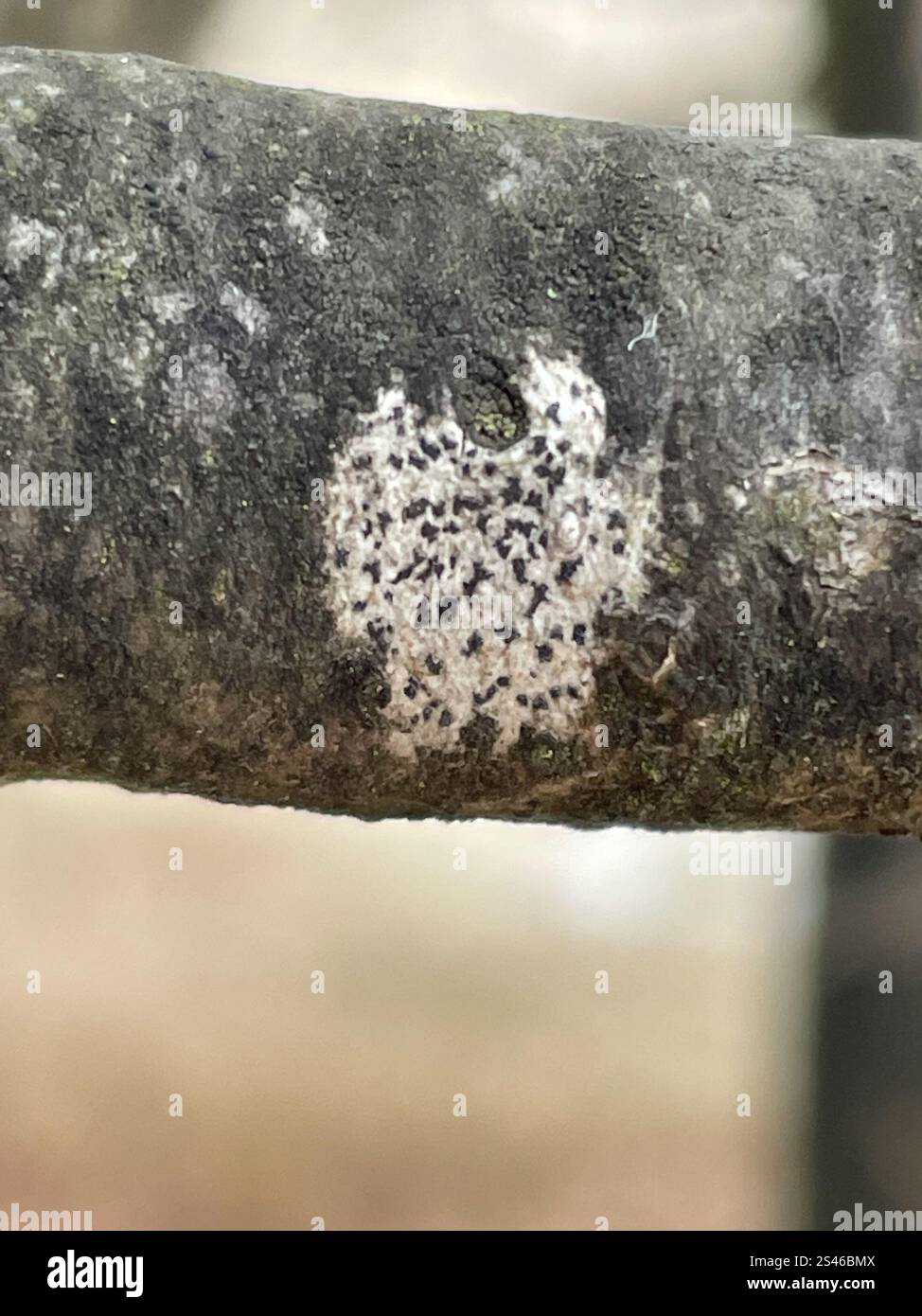 Asterisk Lichen (Arthonia radiata Stock Photo - Alamy