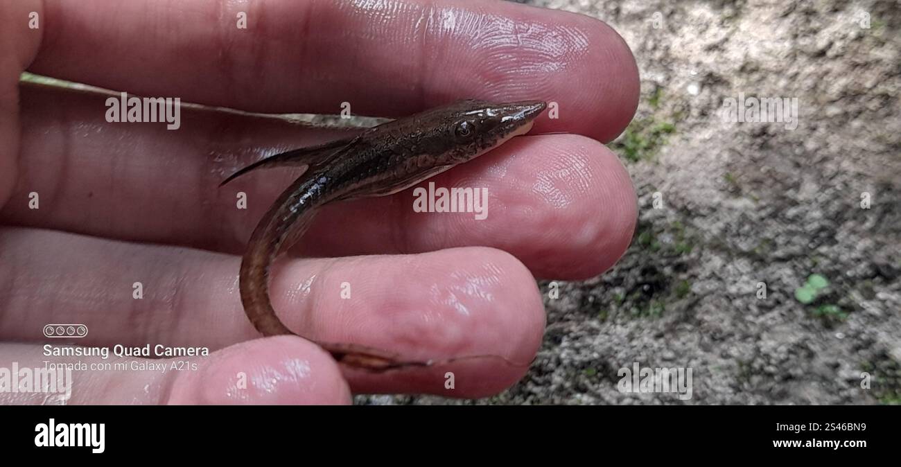 Royal Farlowella Catfish (Sturisomatichthys panamensis Stock Photo - Alamy