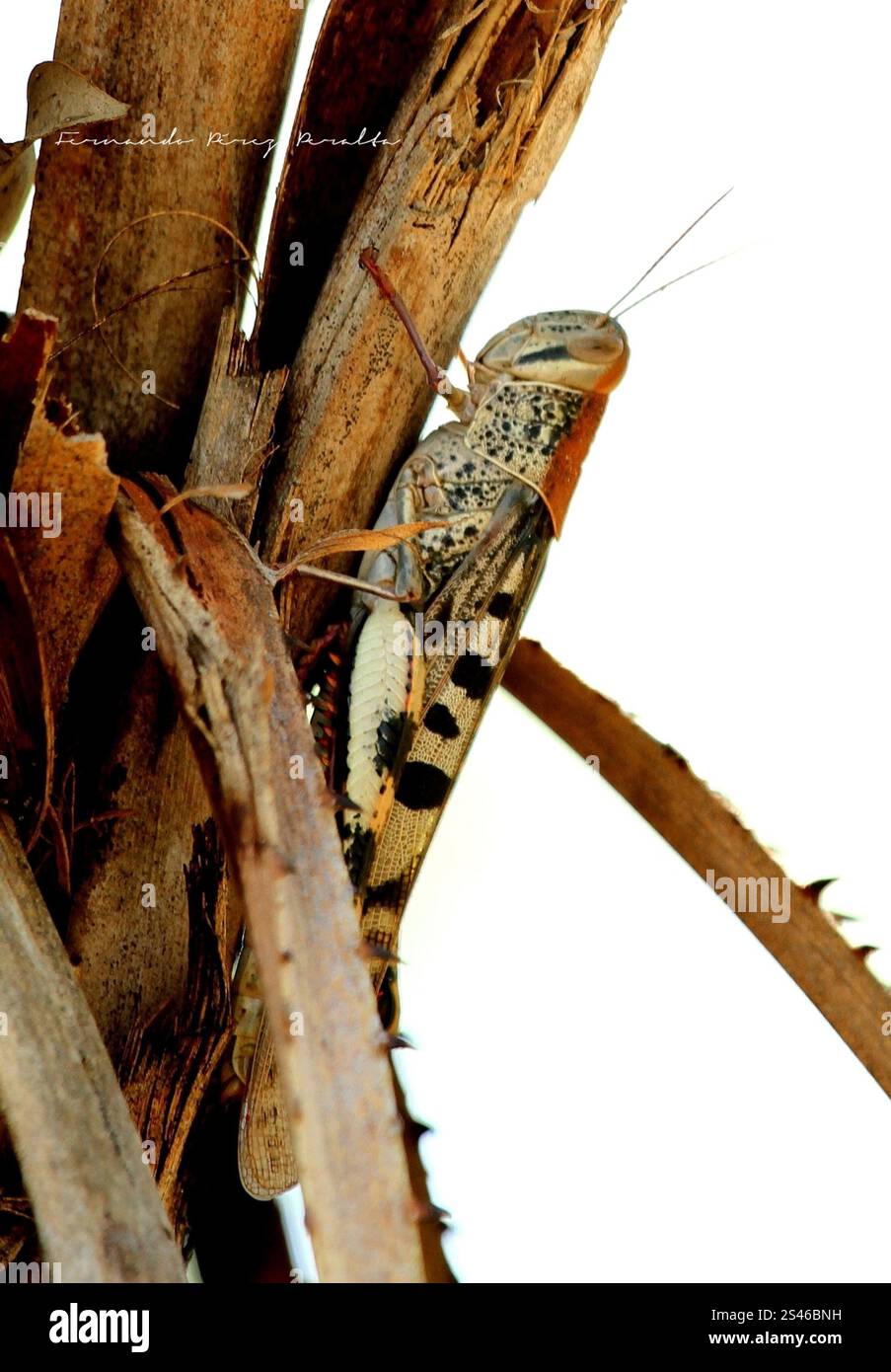 Spotted Spur-throated Locust (Austracris basalis Stock Photo - Alamy