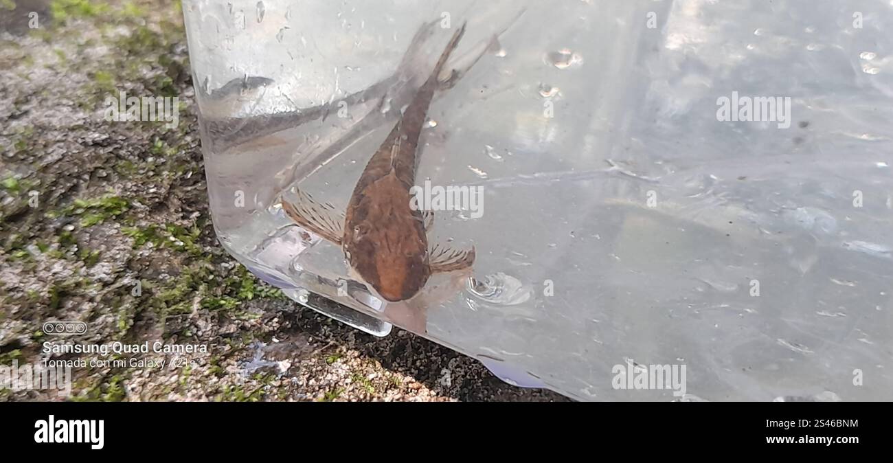 Royal Farlowella Catfish (Sturisomatichthys panamensis Stock Photo - Alamy