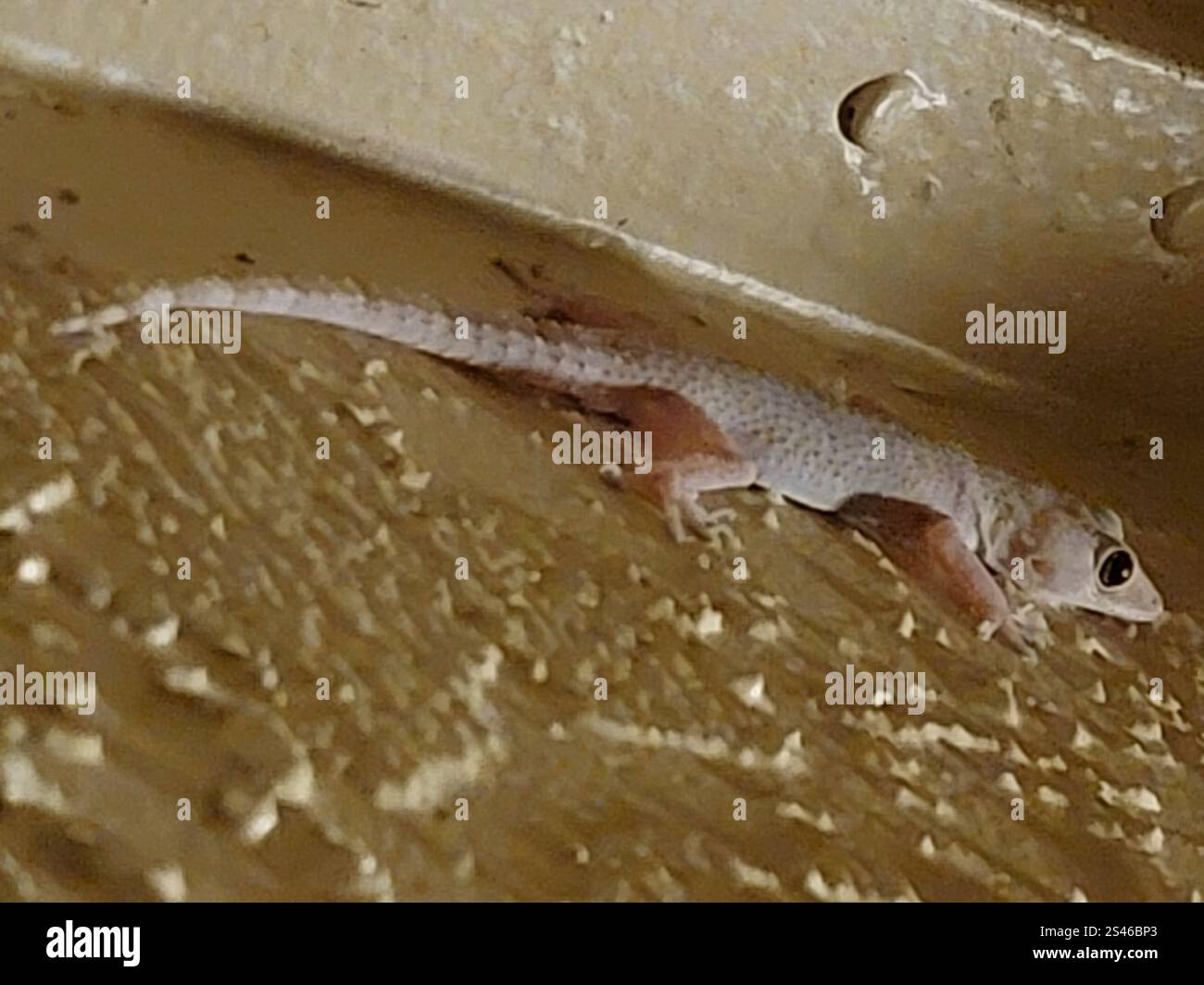 Tropical House Gecko (Hemidactylus mabouia Stock Photo - Alamy