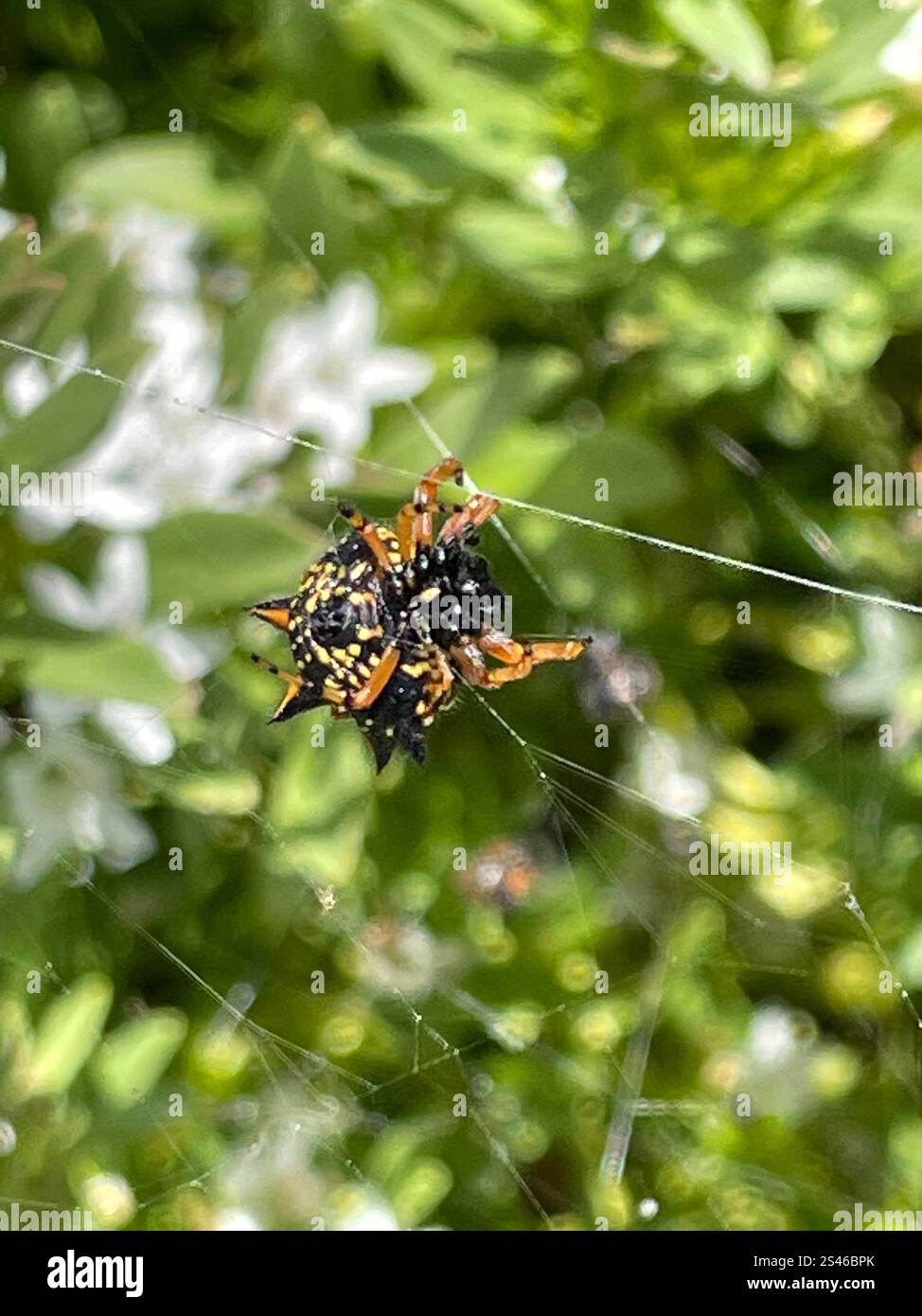 Christmas Jewel Spider (Austracantha minax Stock Photo - Alamy