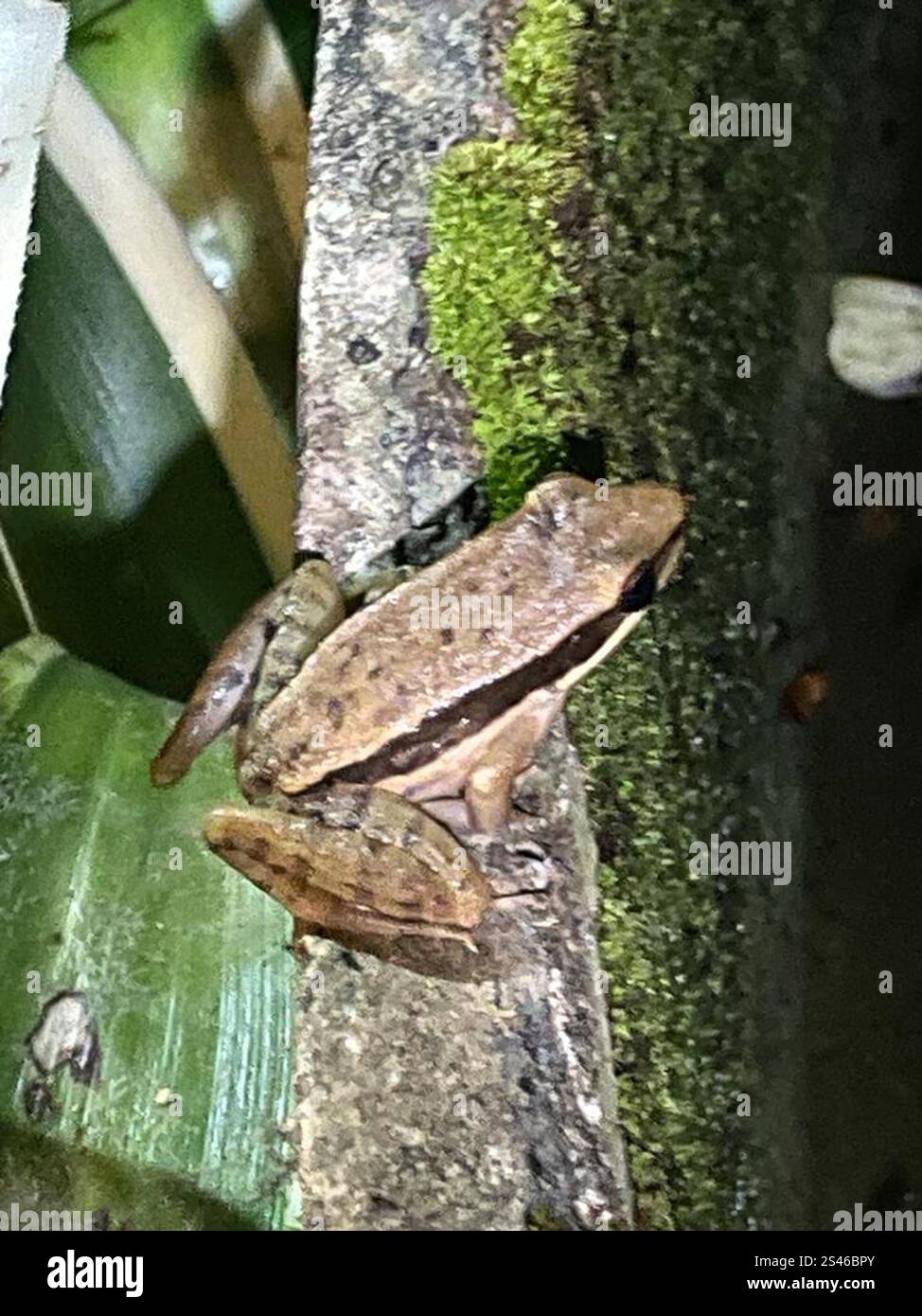 Malayan Stream Frog (Sylvirana malayana Stock Photo - Alamy