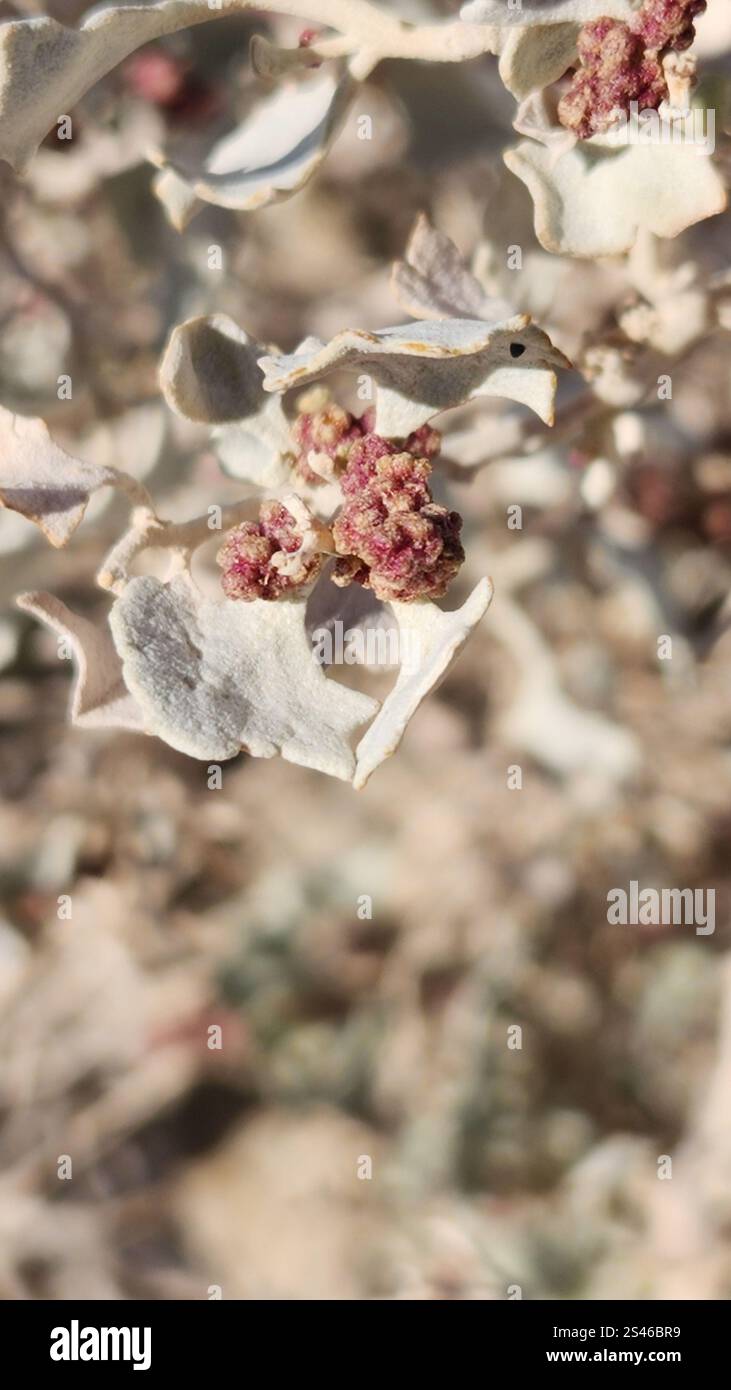 Desert Holly (Atriplex hymenelytra Stock Photo - Alamy