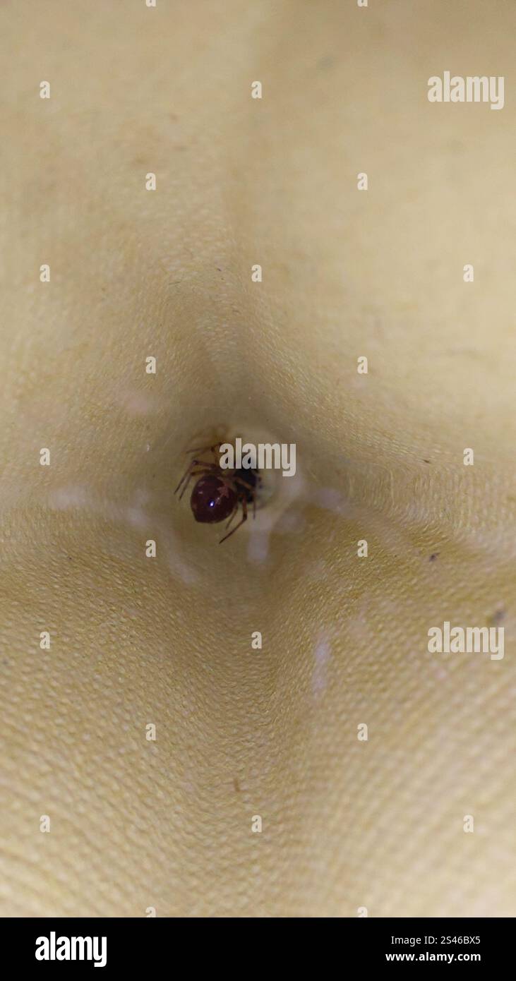 Triangulate Combfoot (Steatoda triangulosa Stock Photo - Alamy
