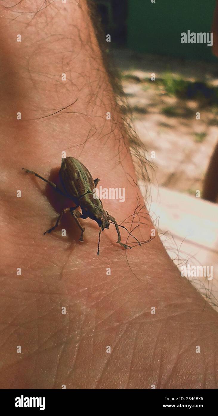 South American Fruit Tree Weevil (Naupactus xanthographus Stock Photo ...