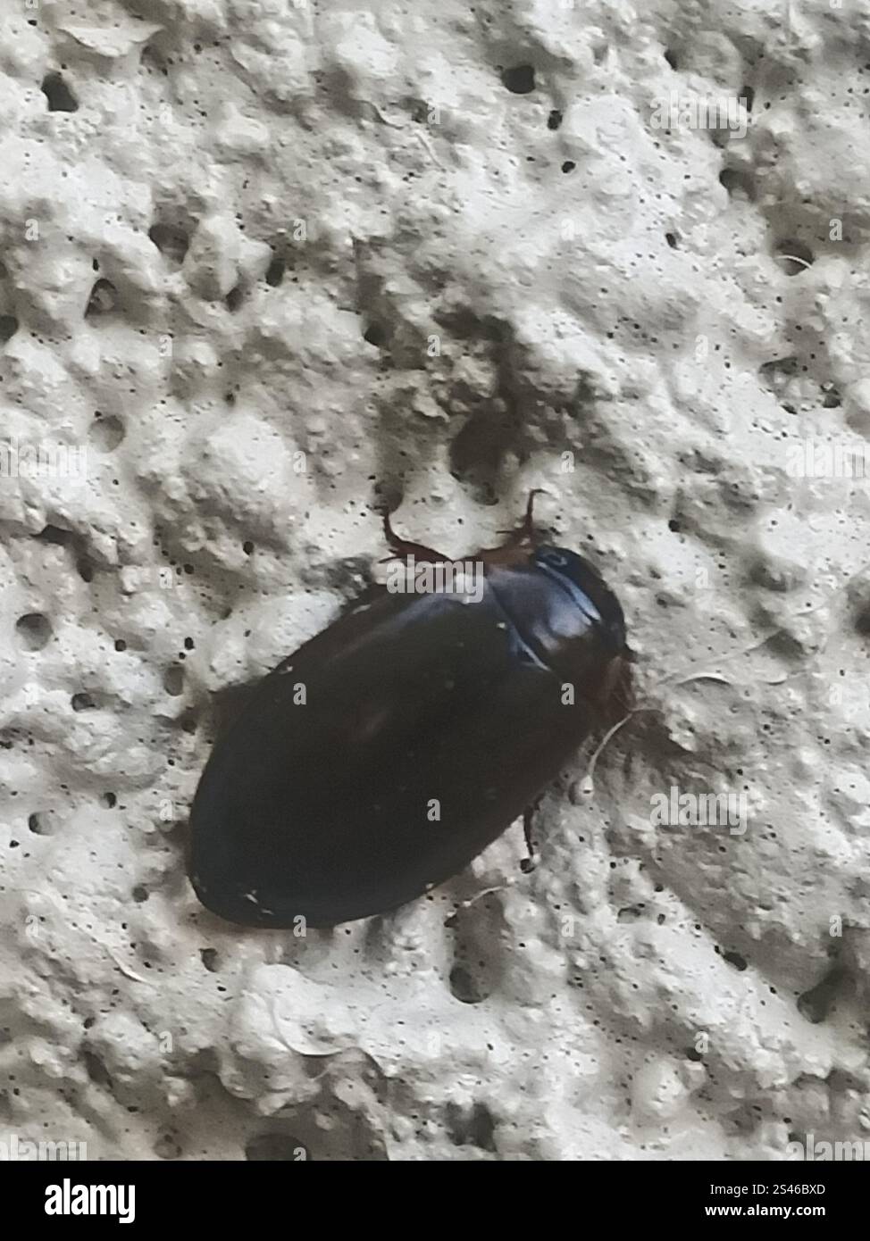 Cosmopolitan Diving Beetle (Rhantus suturalis Stock Photo - Alamy