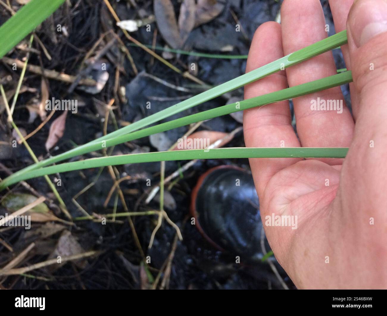Cypress Swamp Sedge (Carex joorii Stock Photo - Alamy