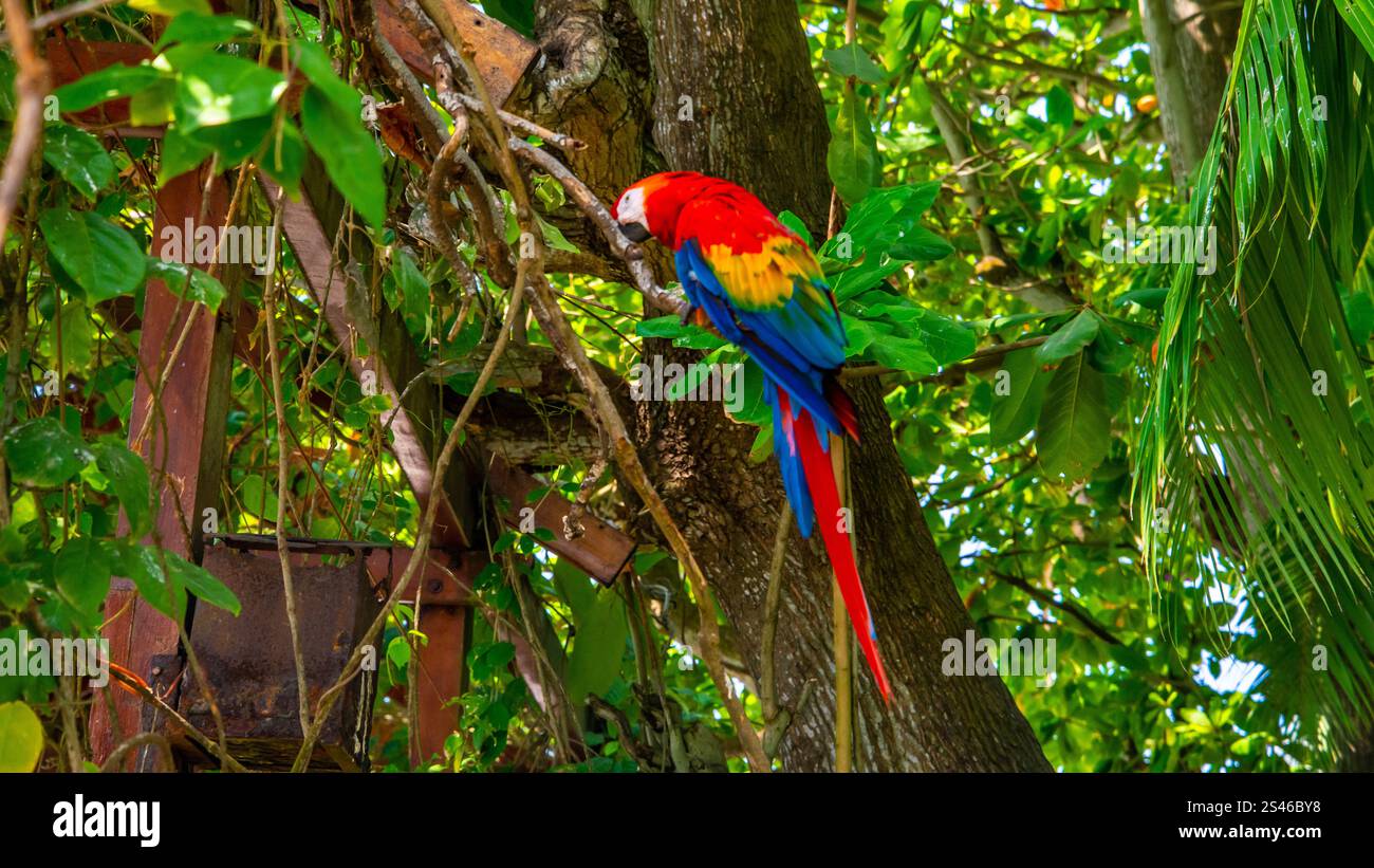 Beautiful parrots, near curise port, Cartagena Colombia, Centre America ...