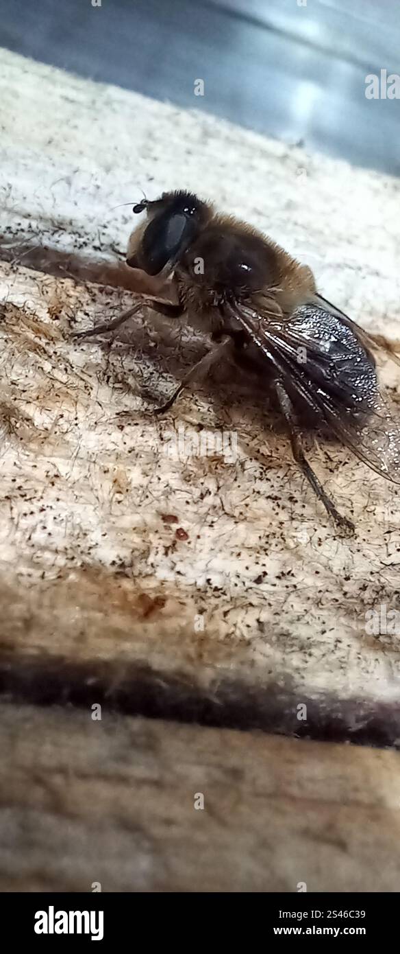 Common Drone Fly (Eristalis tenax Stock Photo - Alamy