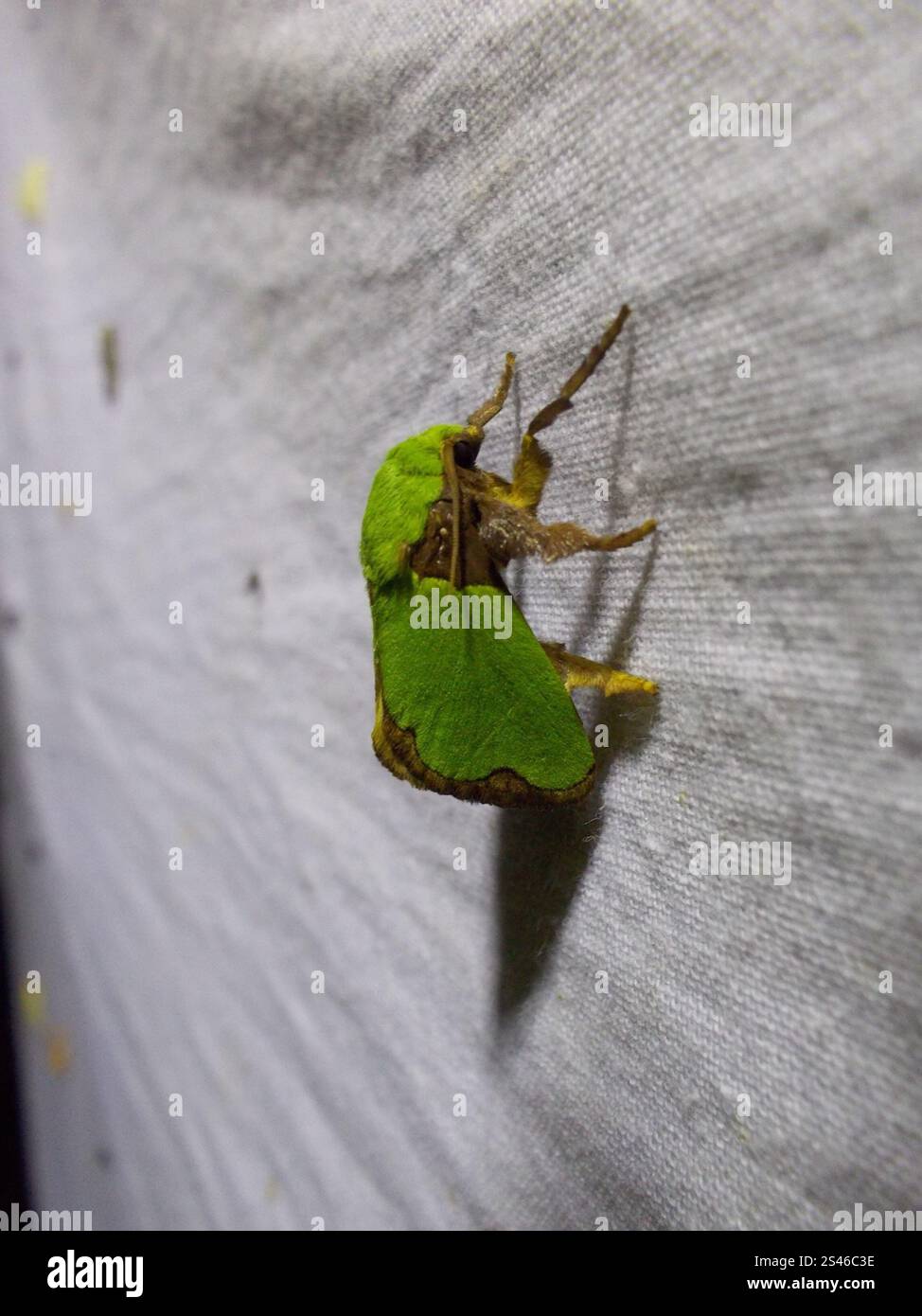 Slug Caterpillar Moths (Limacodidae Stock Photo - Alamy