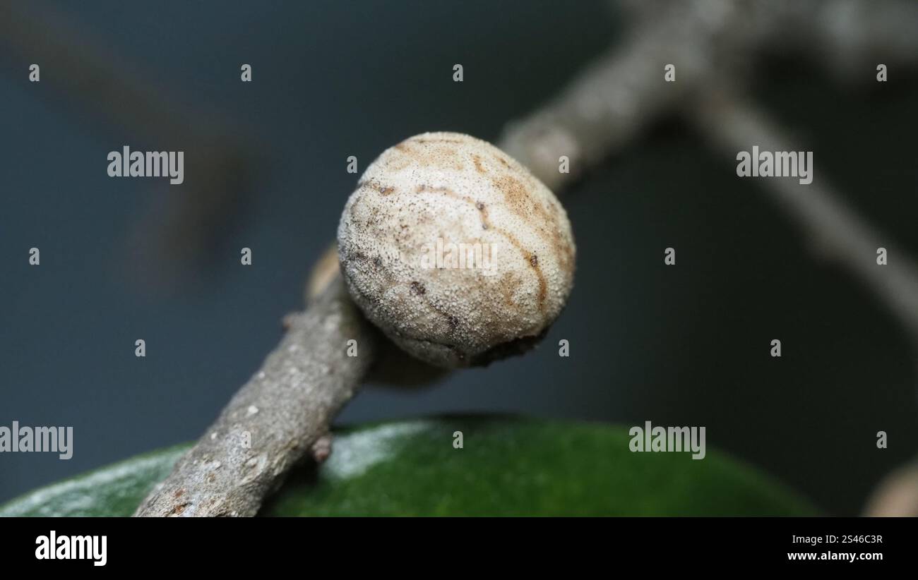 live oak kermes (Allokermes cueroensis Stock Photo - Alamy