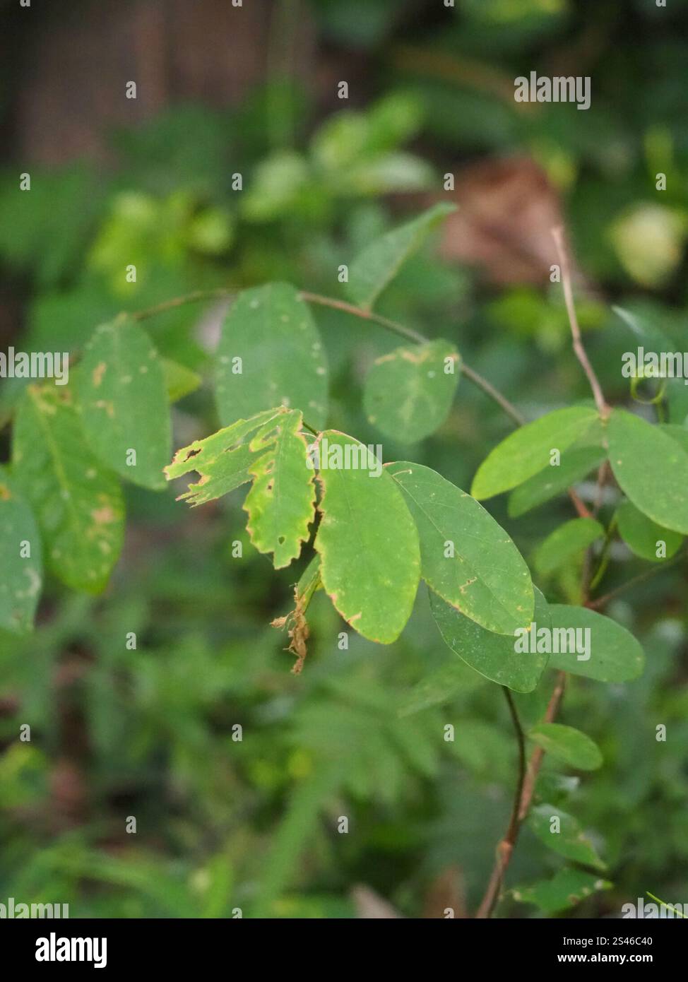 Pop-gun Seed (Bridelia tomentosa Stock Photo - Alamy
