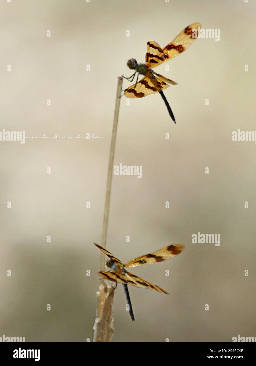 Graphic Flutterer (Rhyothemis graphiptera Stock Photo - Alamy