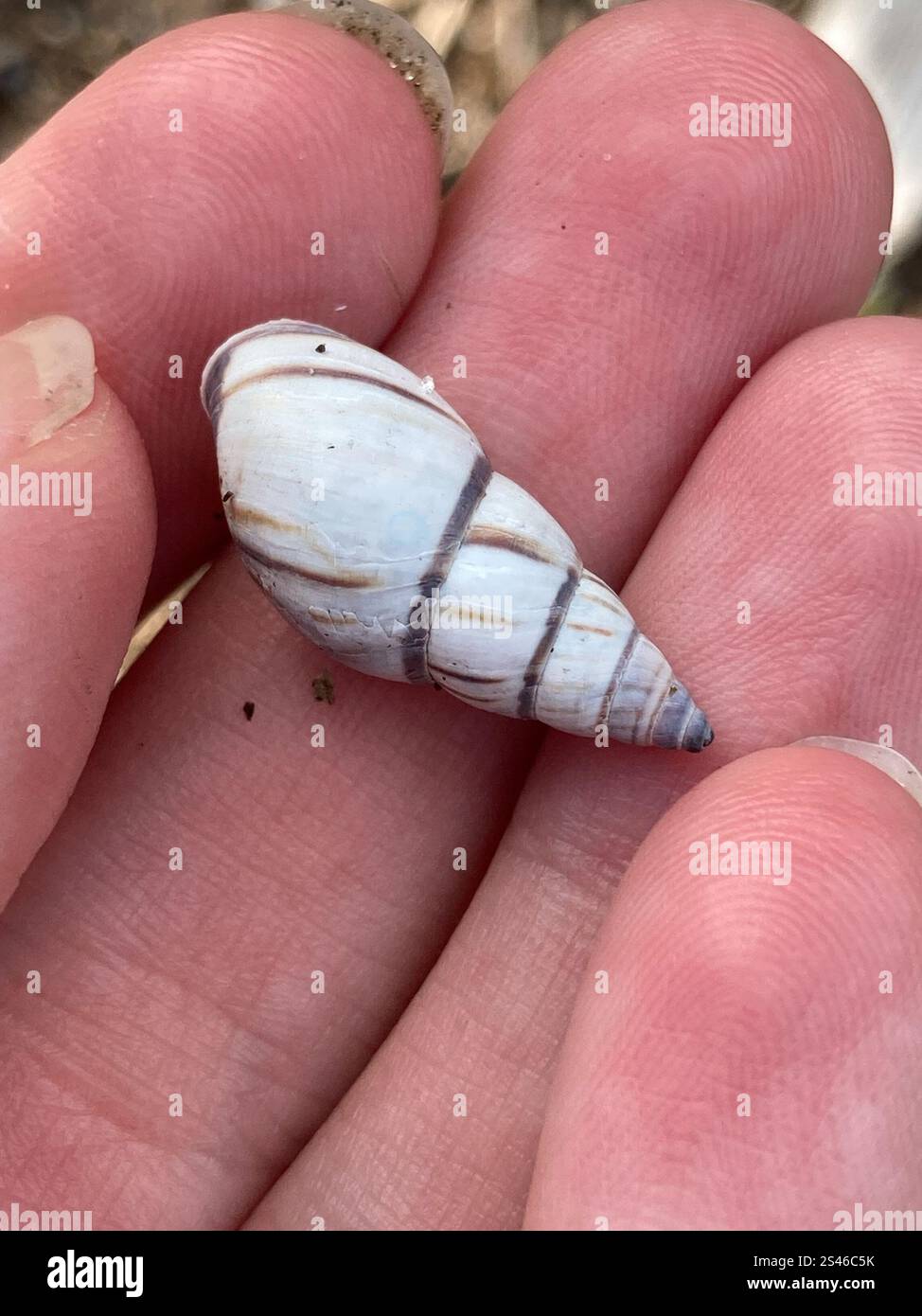 Lined Treesnail (Mesembrinus multilineatus Stock Photo - Alamy