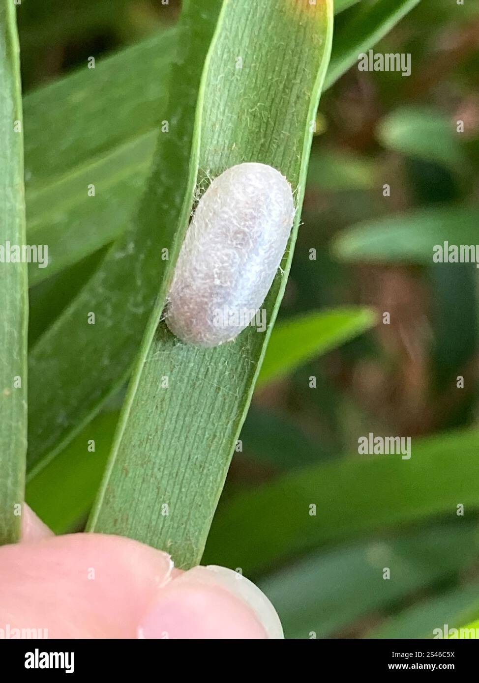 Conifer Sawflies (Diprionidae Stock Photo - Alamy