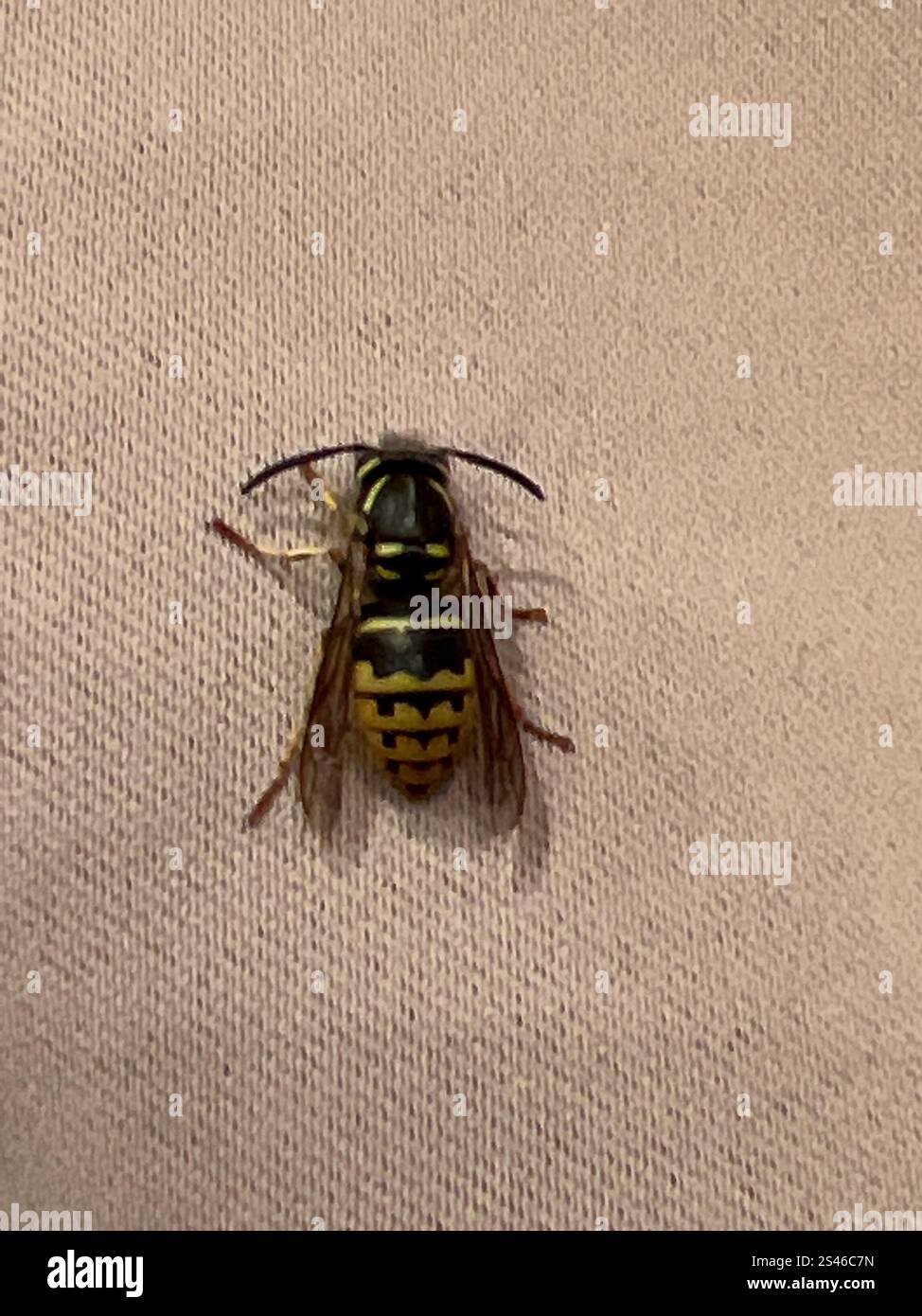 Alaska Yellowjacket (Vespula alascensis Stock Photo - Alamy
