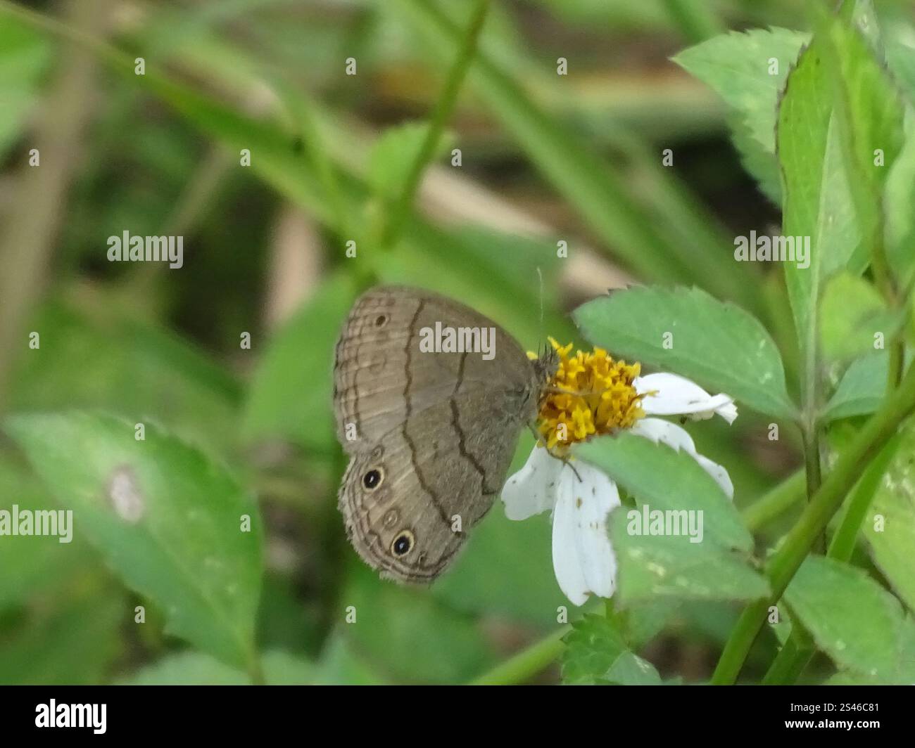Carolina Satyr (Hermeuptychia sosybius Stock Photo - Alamy