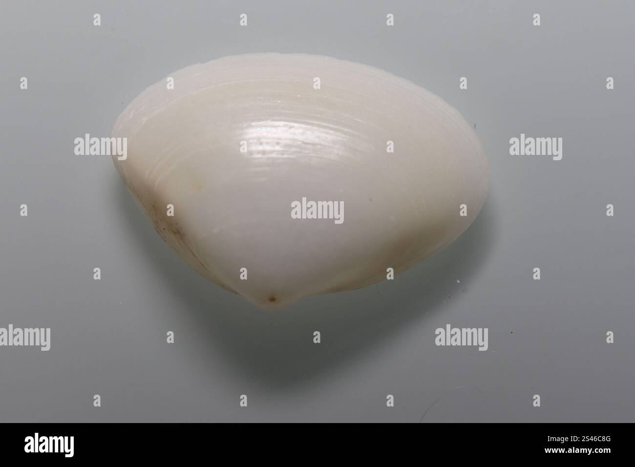 Trough Shells (Mactridae Stock Photo - Alamy