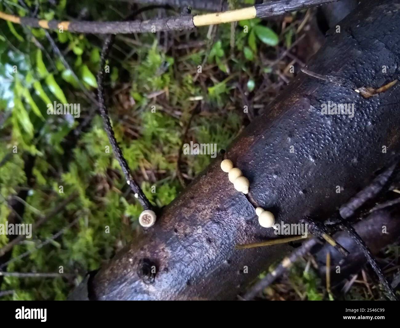 bird's nest fungi (Nidulariaceae Stock Photo - Alamy