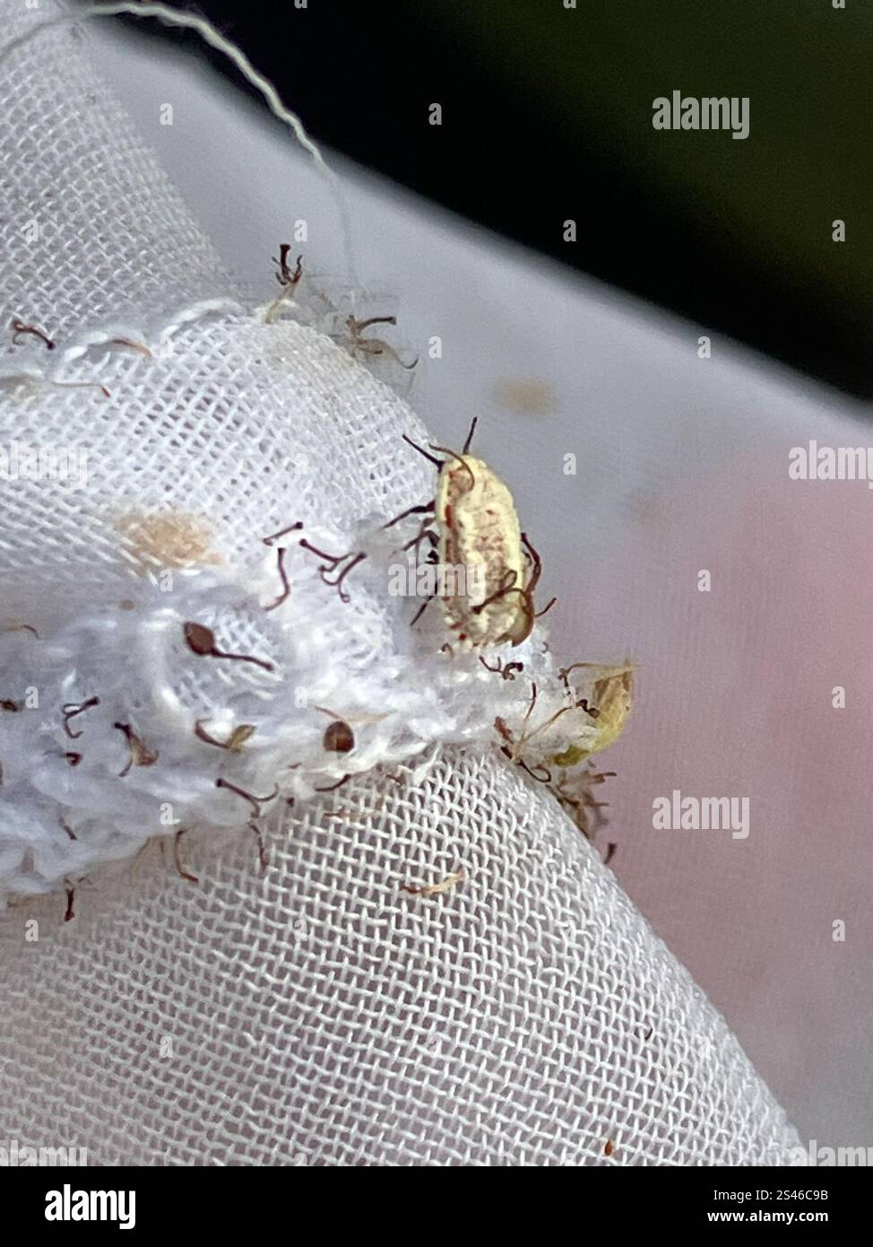 Genista Giant Scale Insect (Crypticerya genistae Stock Photo - Alamy