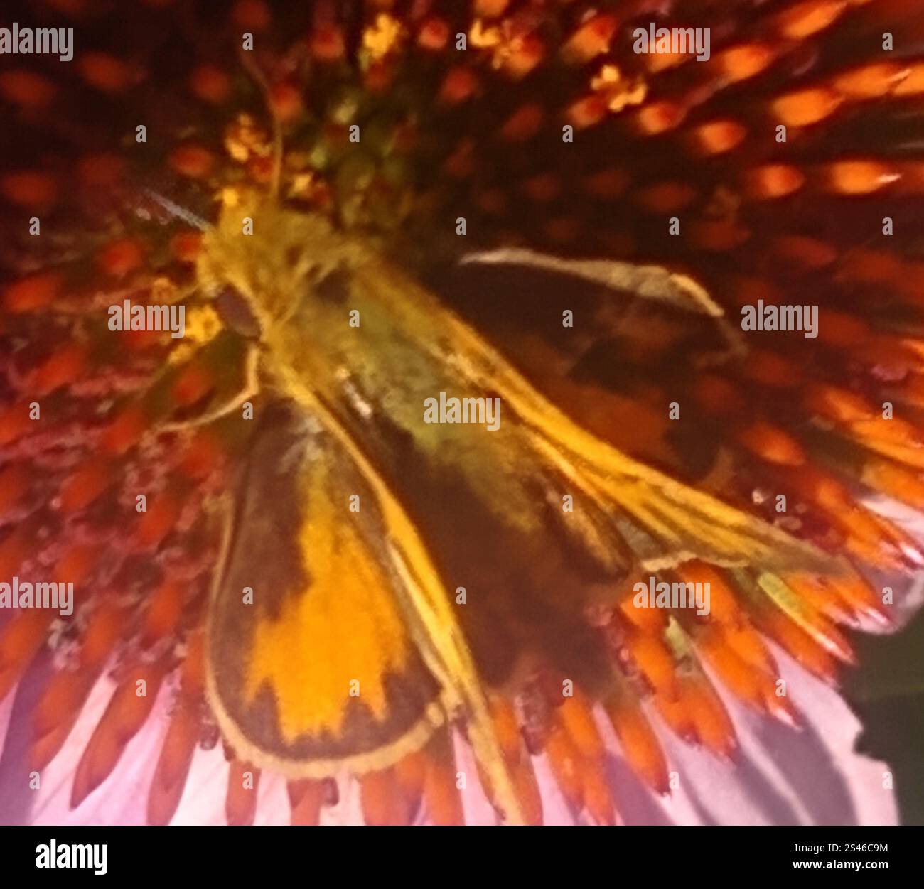 Fiery Skipper (Hylephila phyleus Stock Photo - Alamy