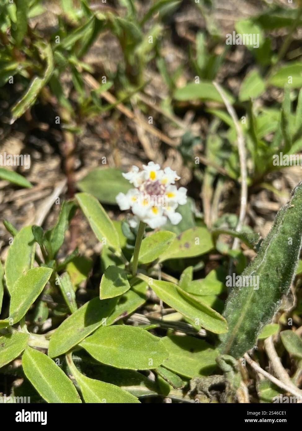 turkey tangle frogfruit (Phyla nodiflora Stock Photo - Alamy