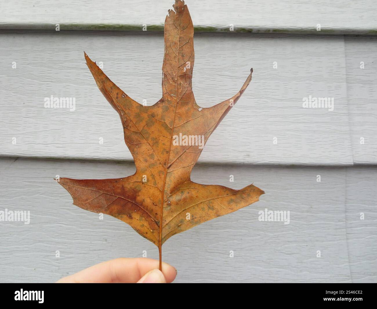cherrybark oak (Quercus pagoda Stock Photo - Alamy